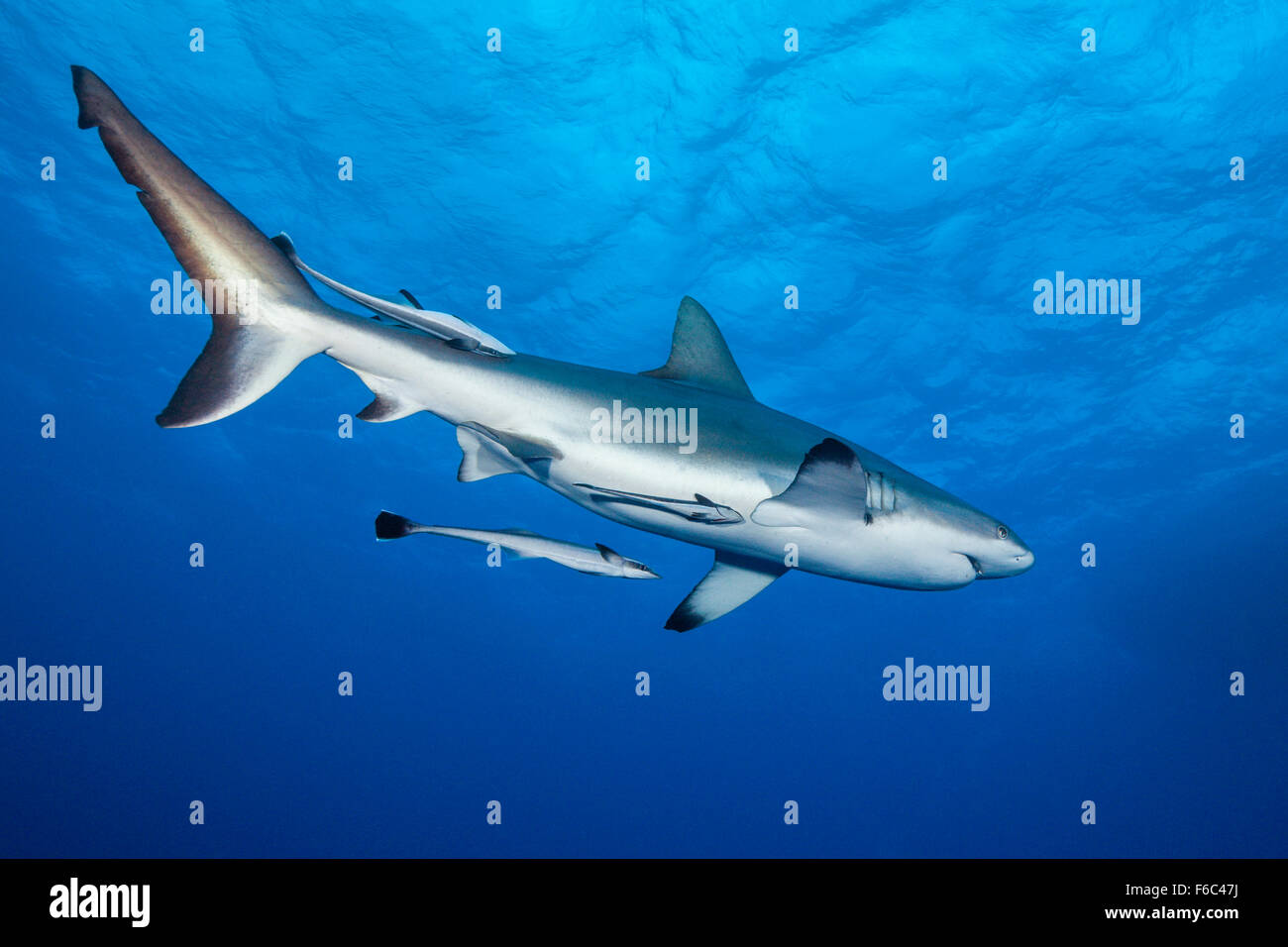 Grey Reef Shark, Carcharhinus amblyrhynchos, Osprey Reef, Coral Sea ...