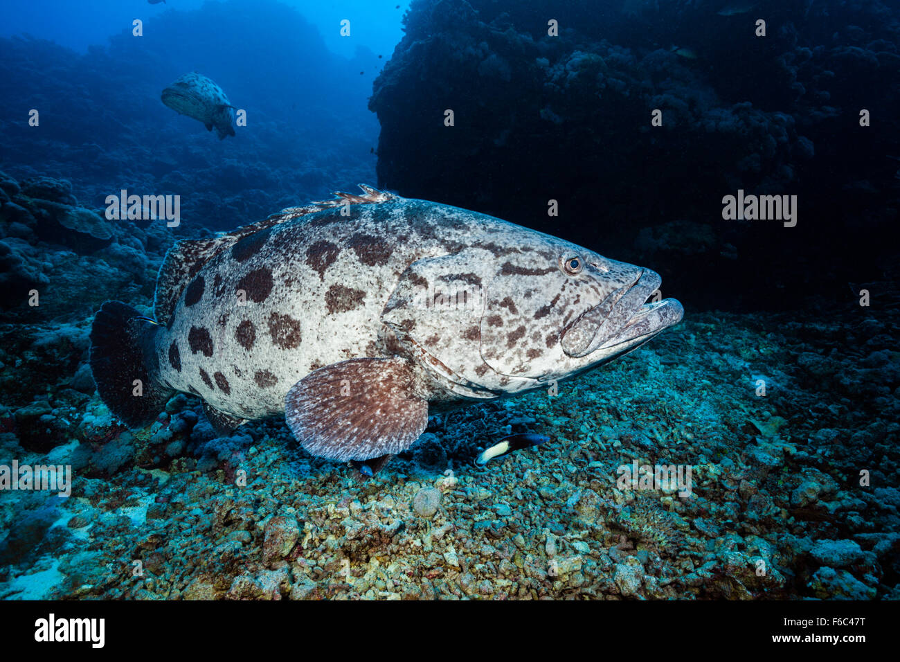 Potato Cod, Epinephelus tukula, Osprey Reef, Coral Sea, Australia Stock ...