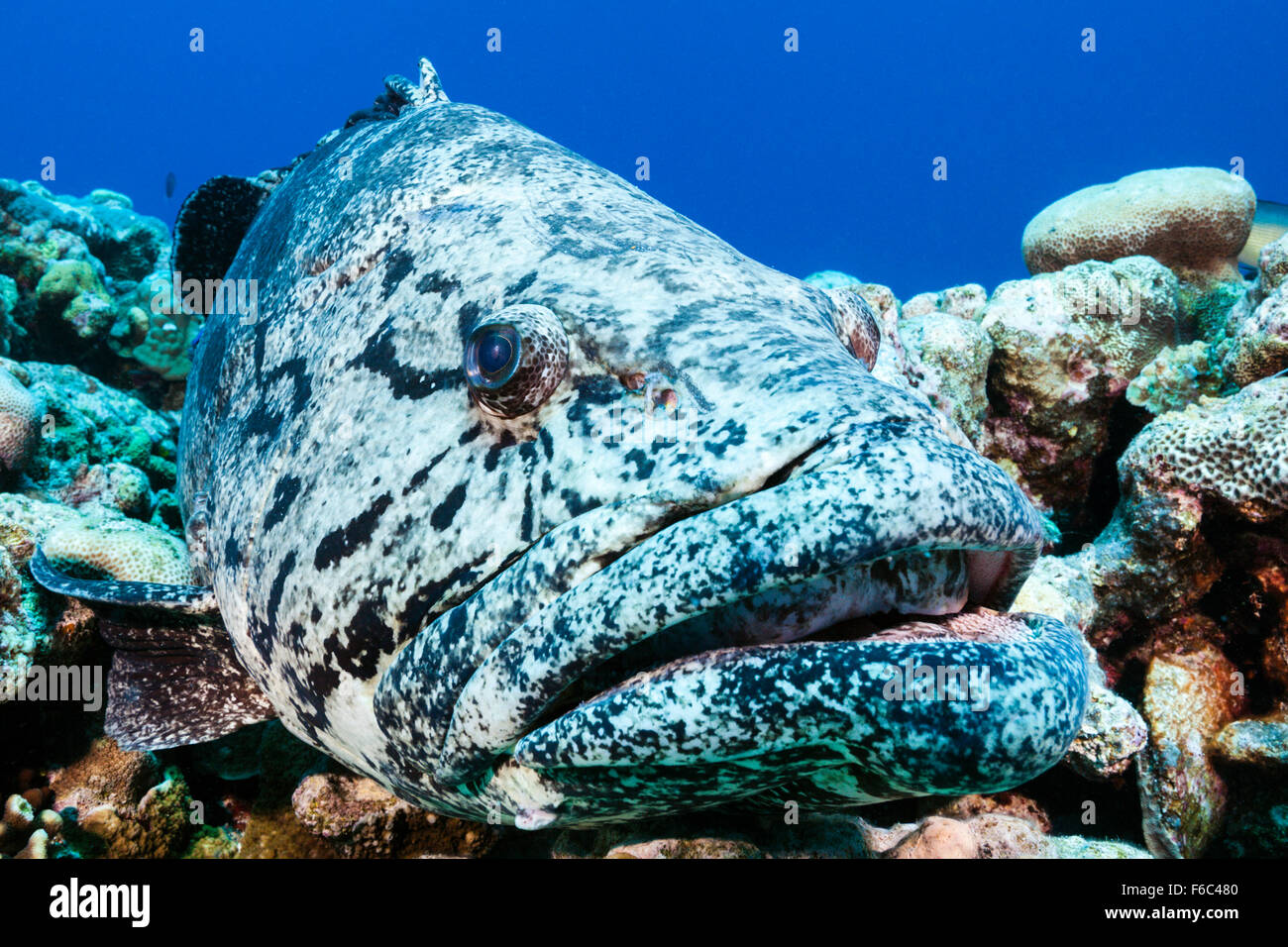 Potato coral hi-res stock photography and images - Alamy