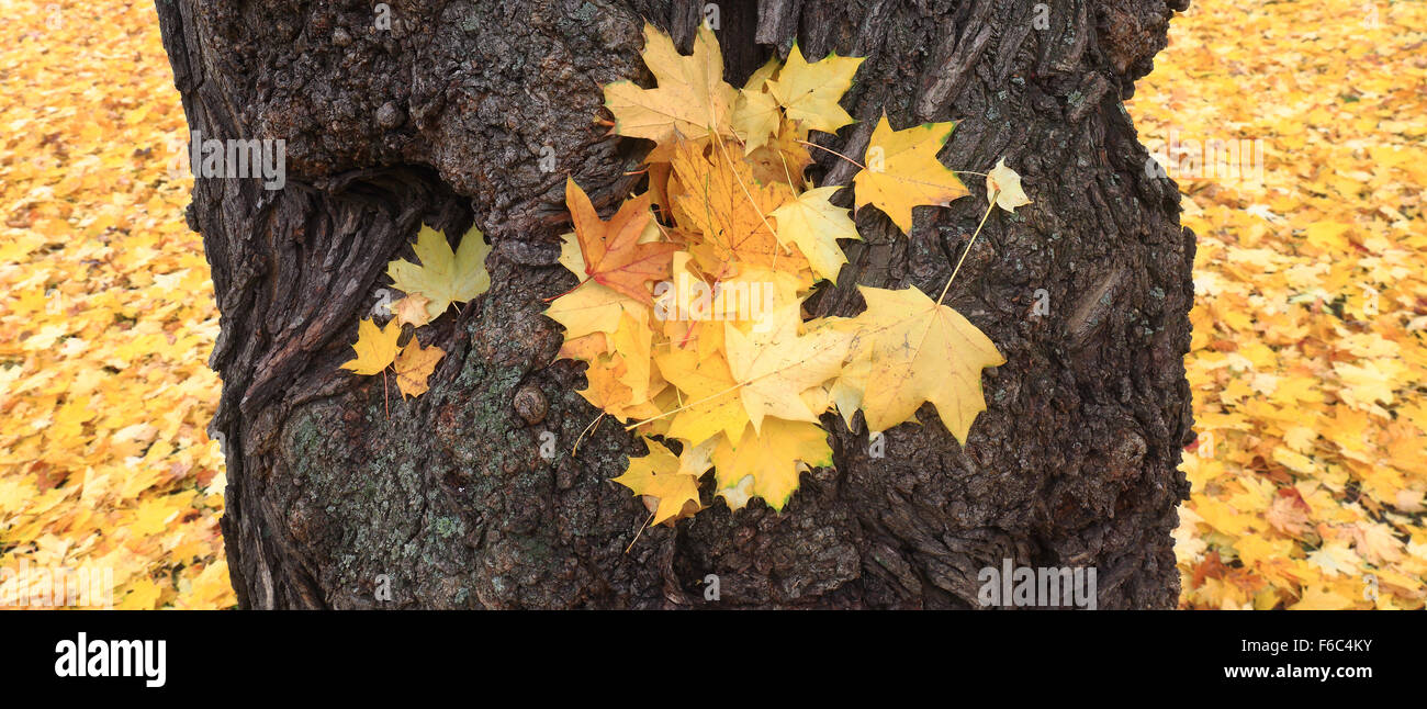 Autumn-coloured maple tree leaves cover the place around the tree stem ...