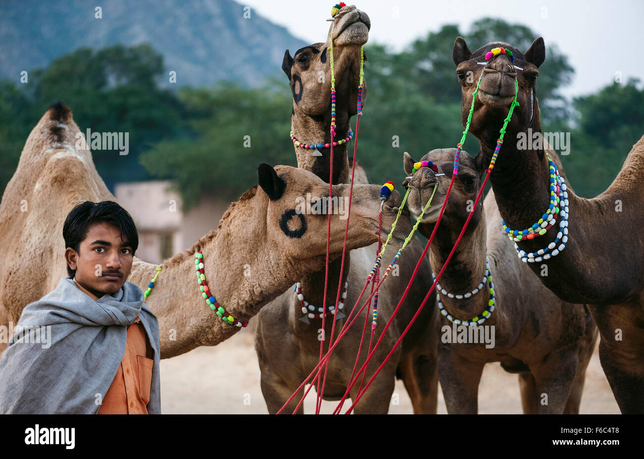 Camel trader takes his bedecked dromedaries to sell at the annual camel ...