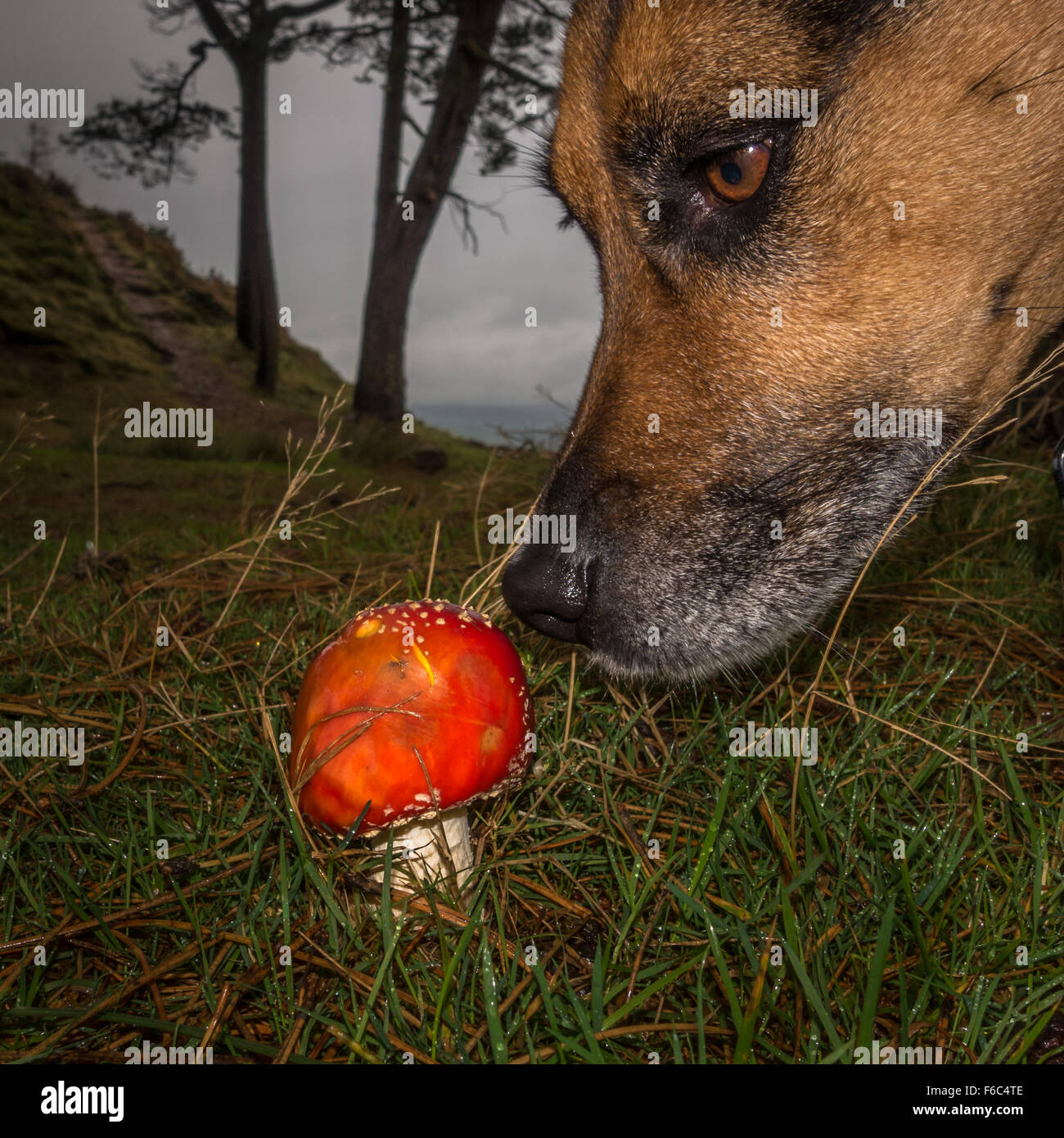 Most iconic toadstool hi-res stock photography and images - Alamy