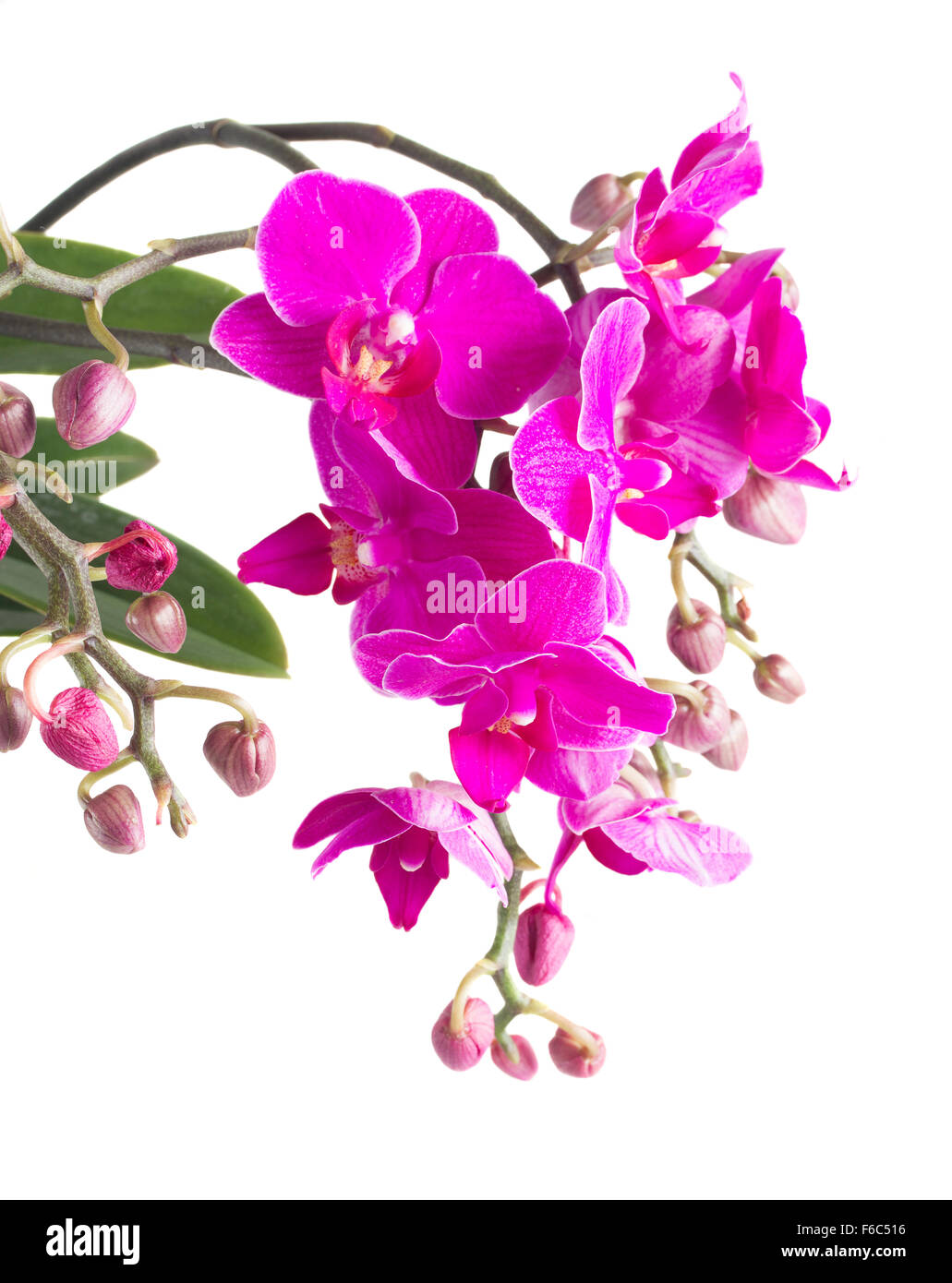 Bunch of violet orchids Stock Photo - Alamy