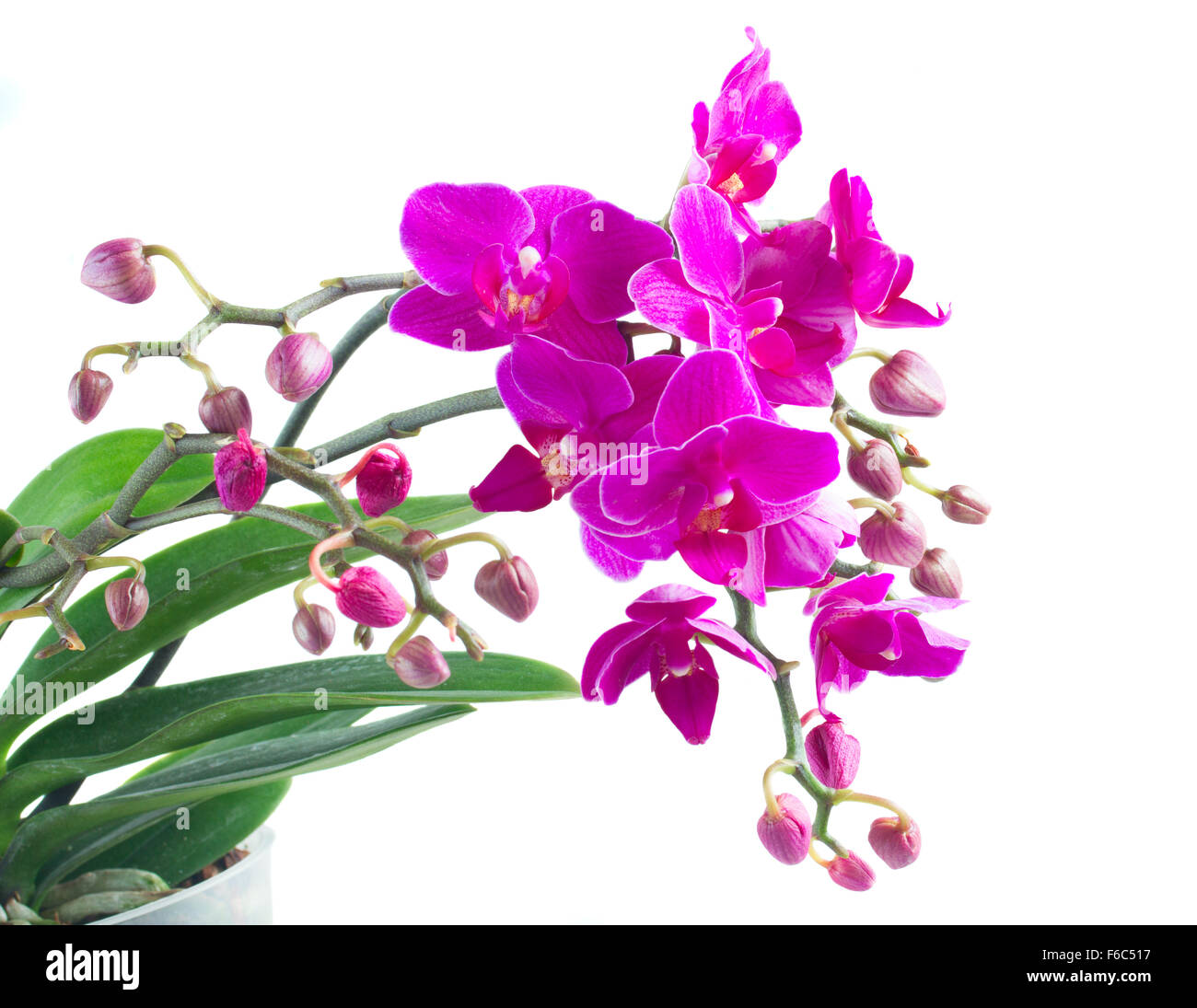 Bunch of violet orchids Stock Photo - Alamy