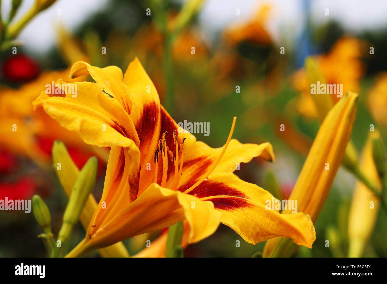 Side view of this big yellow flower Stock Photo - Alamy
