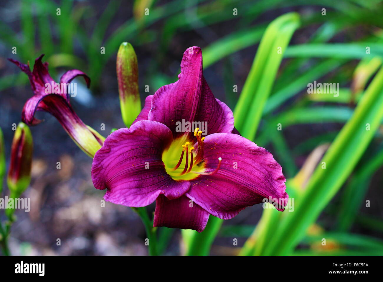 Stems stands hi-res stock photography and images - Alamy