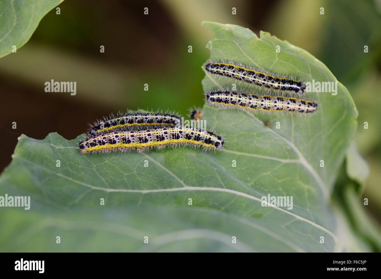 Large White, caterpillars eating their way through Kale in vegetable ...
