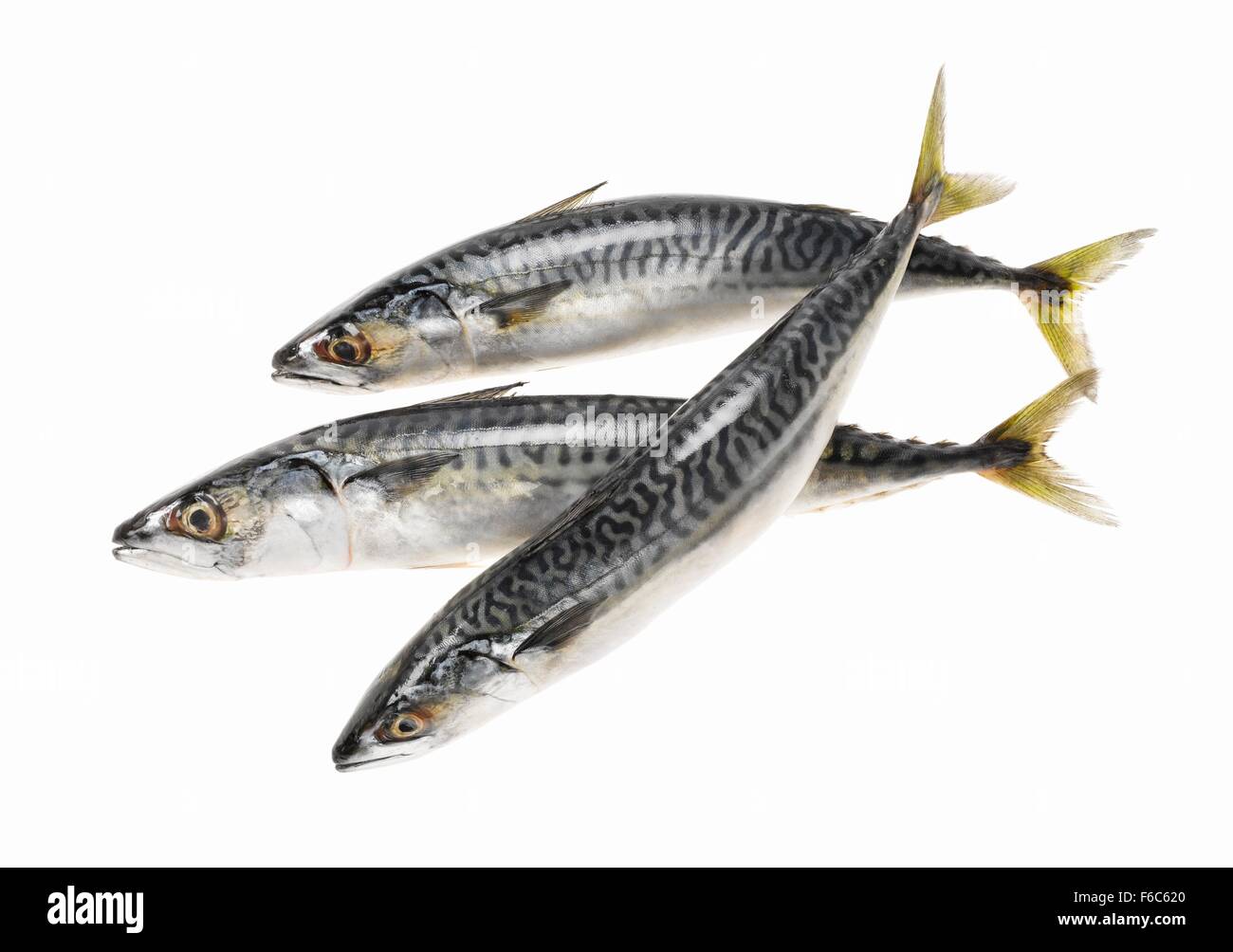 Mackerel outline hi-res stock photography and images - Alamy