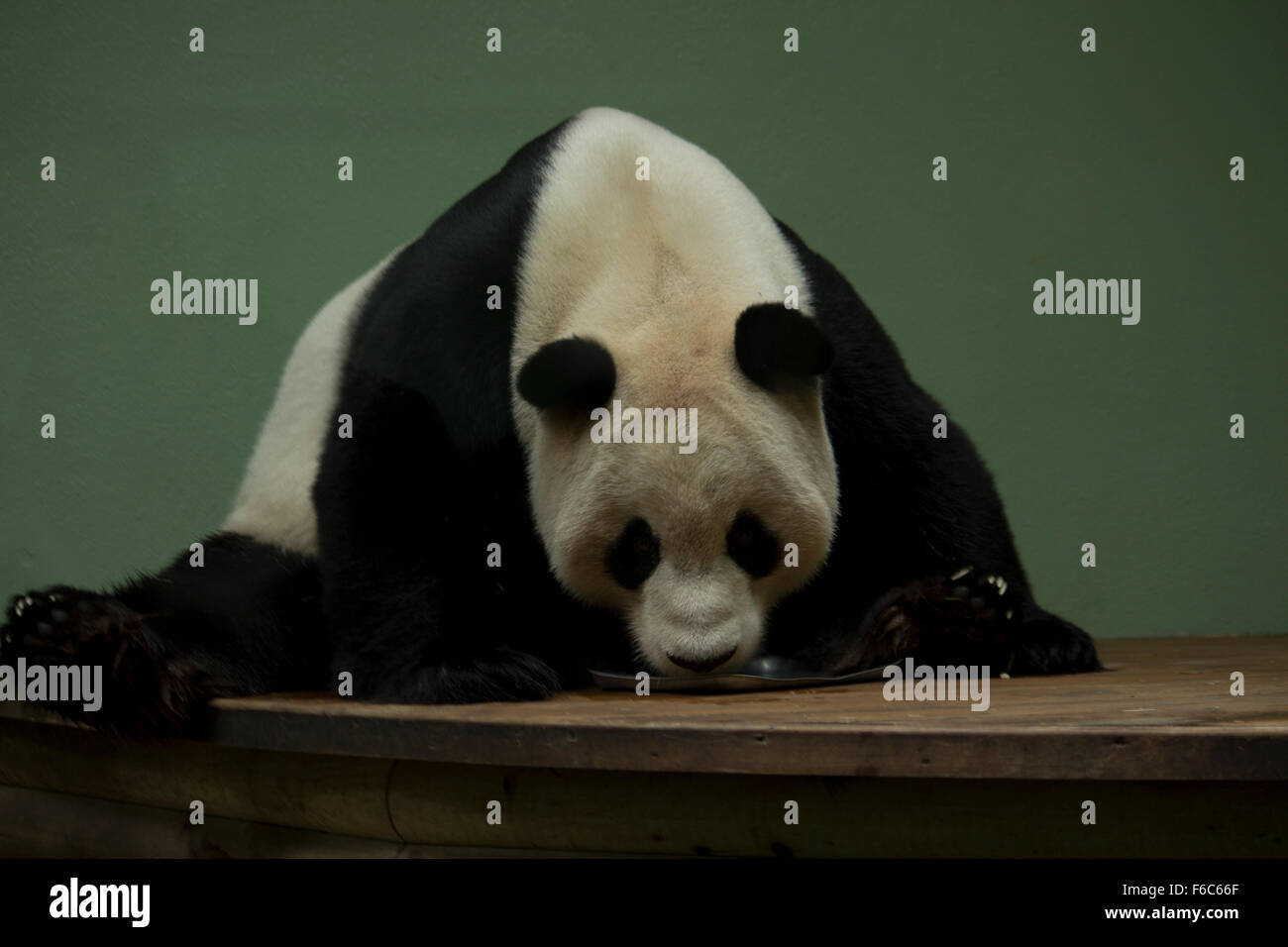 Panda at Edinburgh Zoo, Edinburgh, Scotland, UK Stock Photo - Alamy