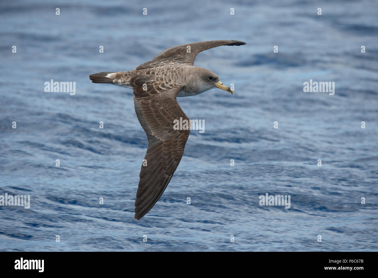 Cory's Shearwater, Calonectris diomedea, gliding over ocean, Pico ...