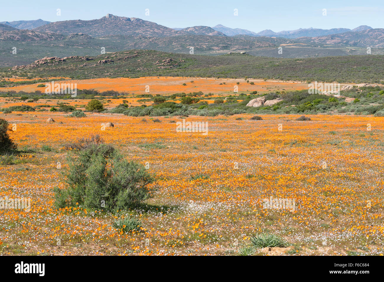 Namaqua region hi-res stock photography and images - Alamy