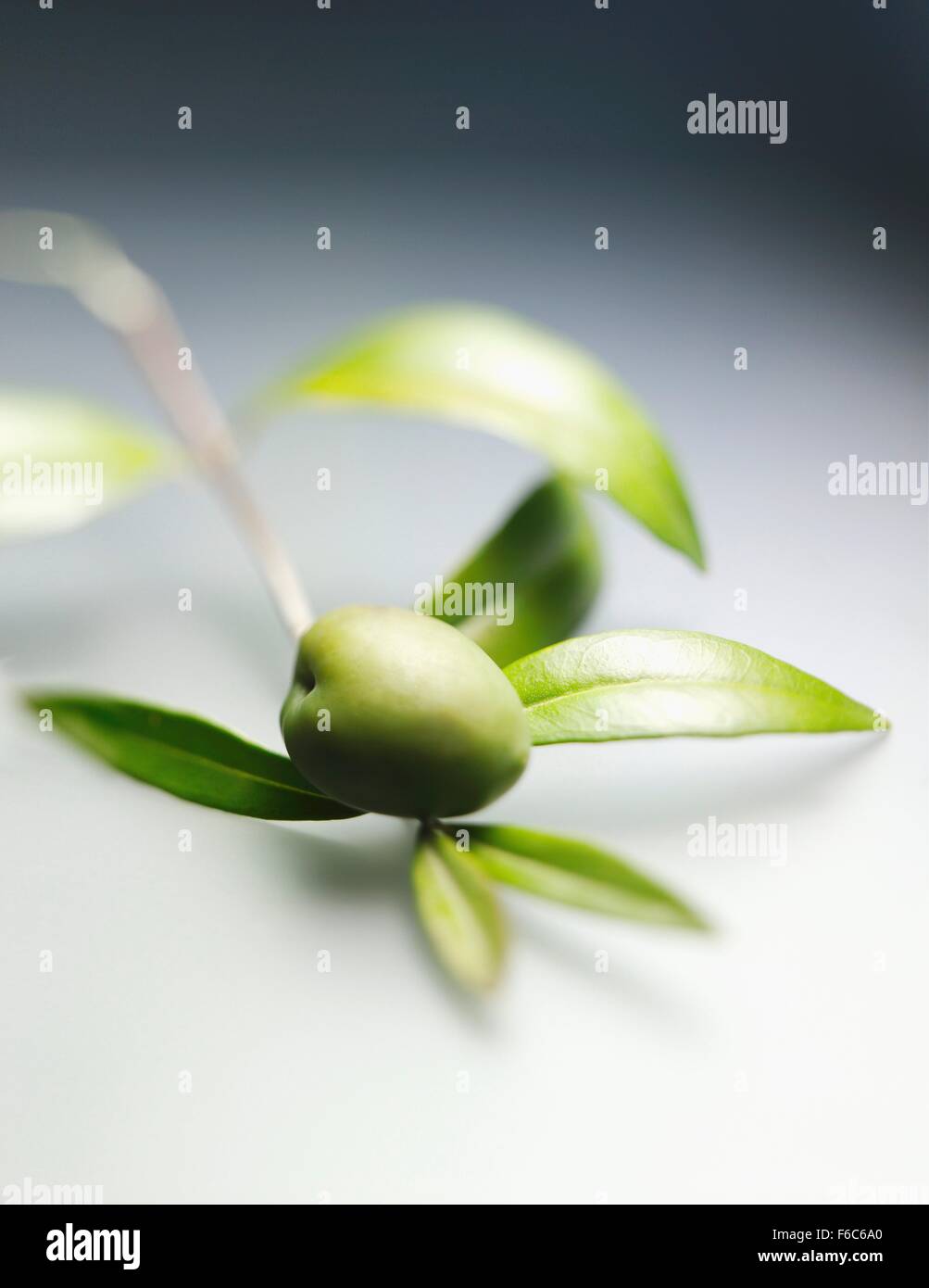 Twig blur hi-res stock photography and images - Alamy