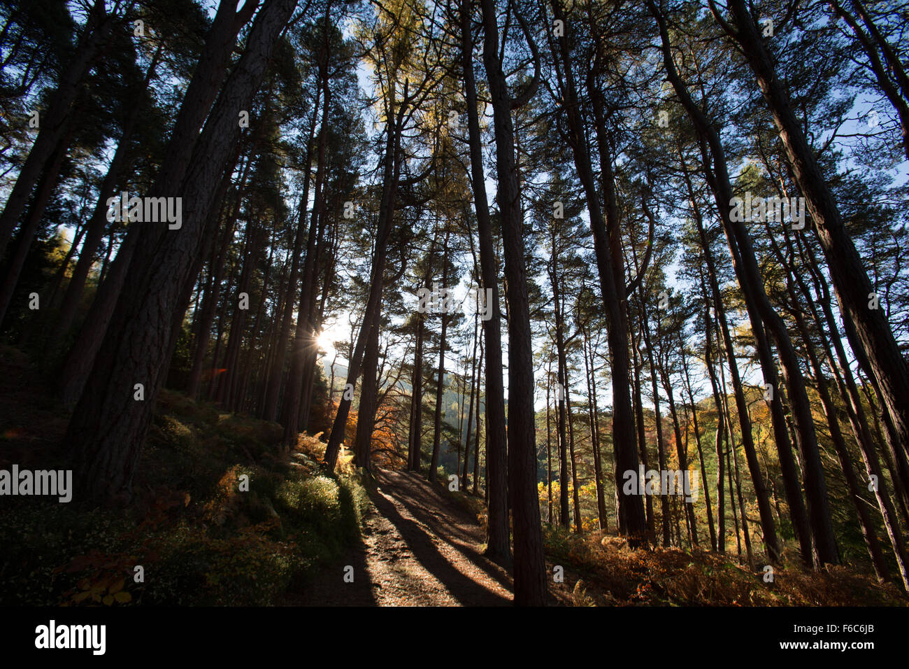 Loch Ness, Scotland. Picturesque autumnal view of a track in Camus ...
