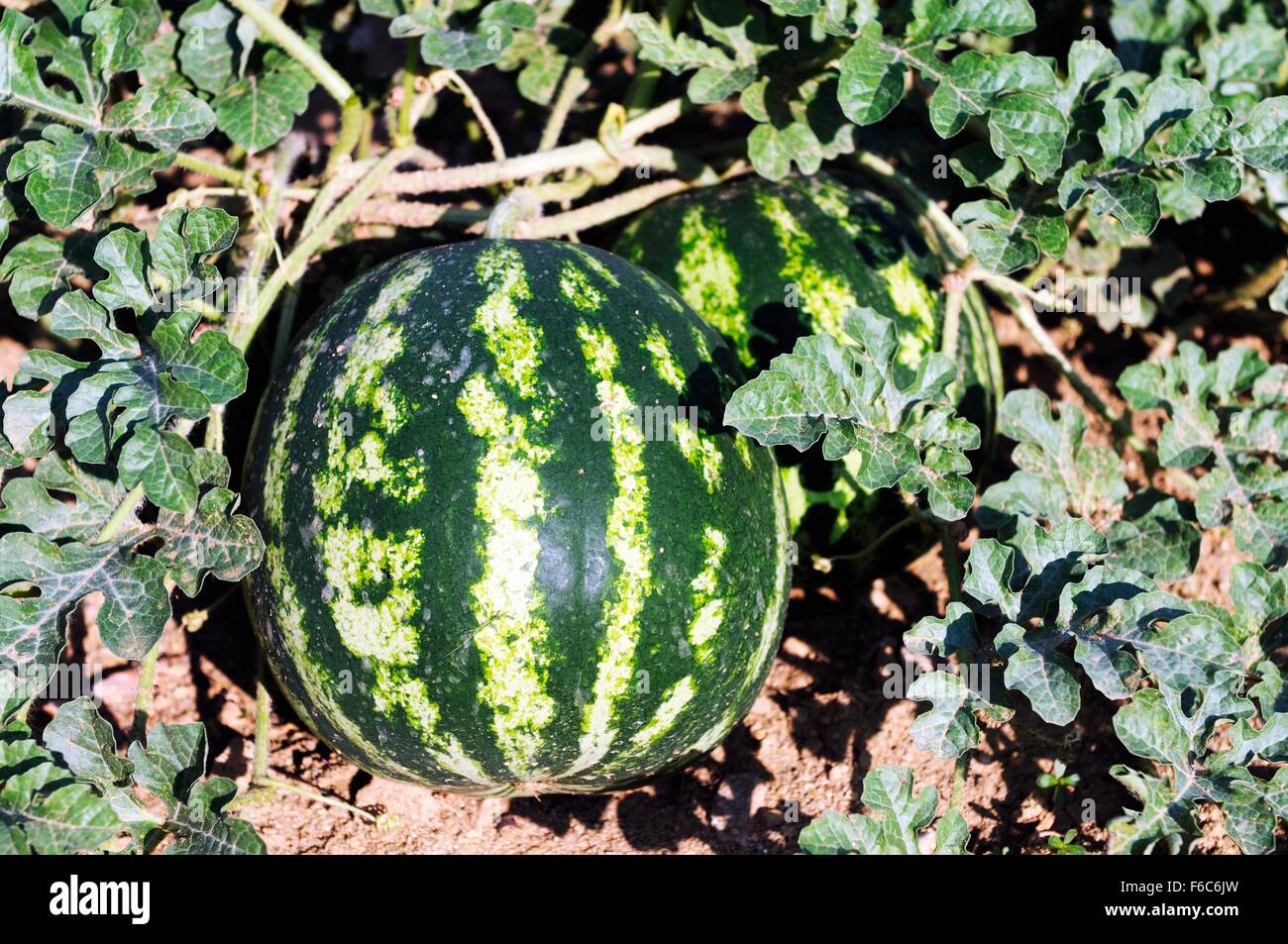 A watermelon in a field Stock Photo - Alamy