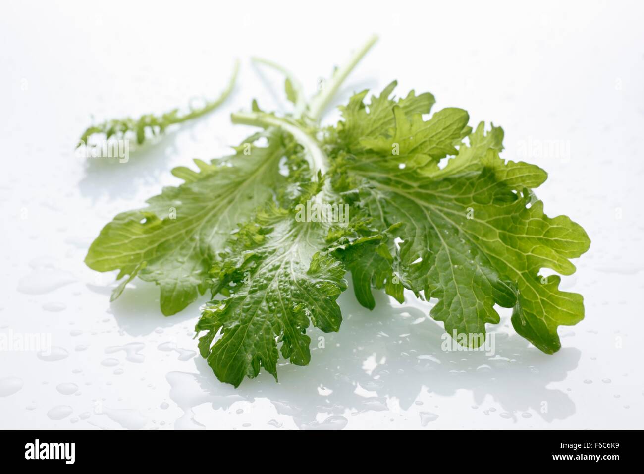 Fresh mustard leaves Stock Photo - Alamy