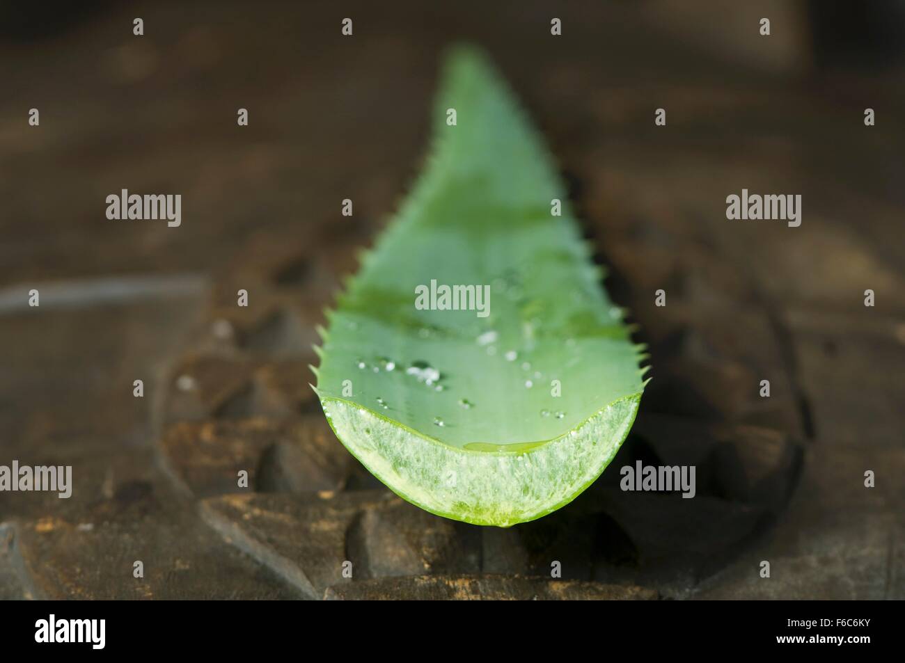 A young aloe vera shoot, cut off Stock Photo - Alamy