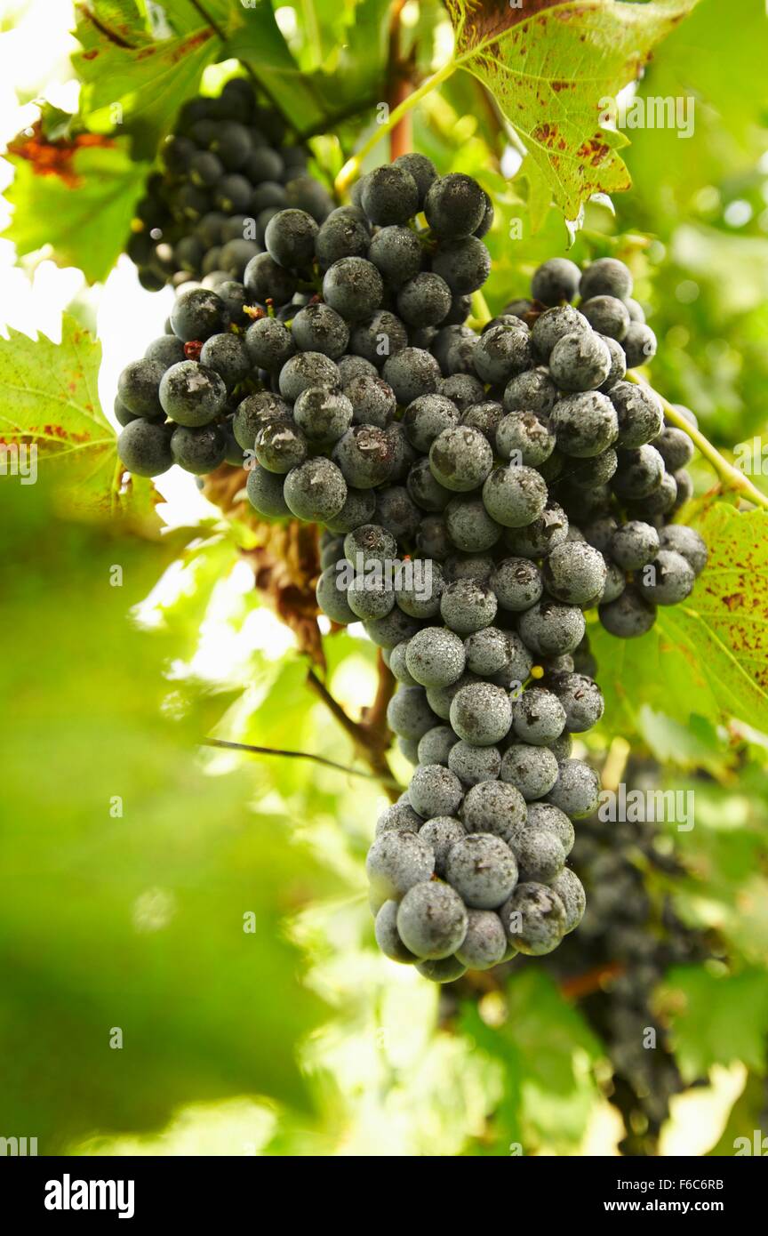 Chambourcin grapes on vine hi-res stock photography and images - Alamy