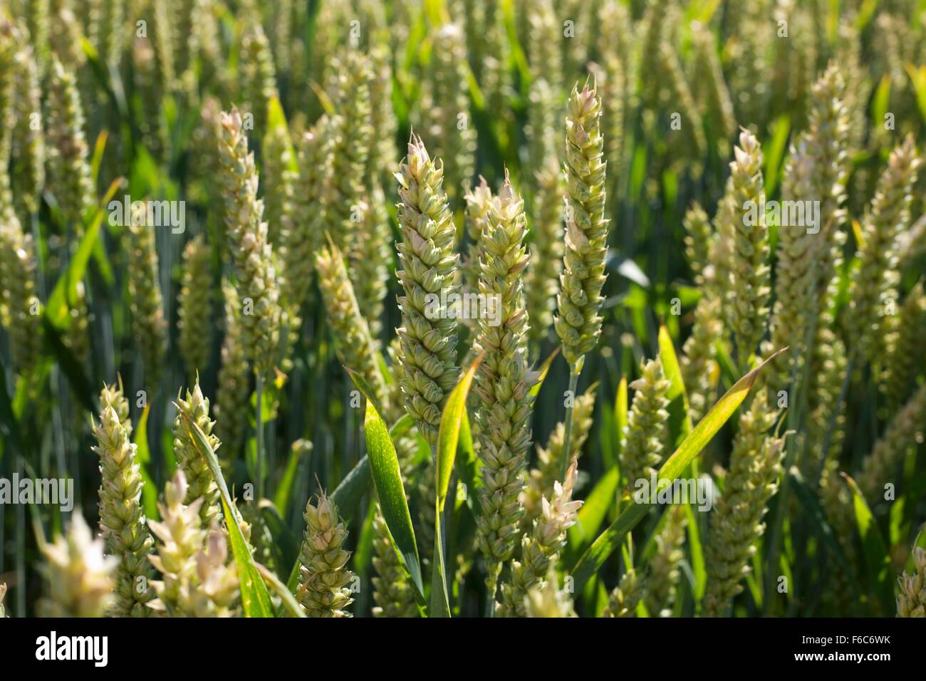 Summertime in rye hi-res stock photography and images - Alamy