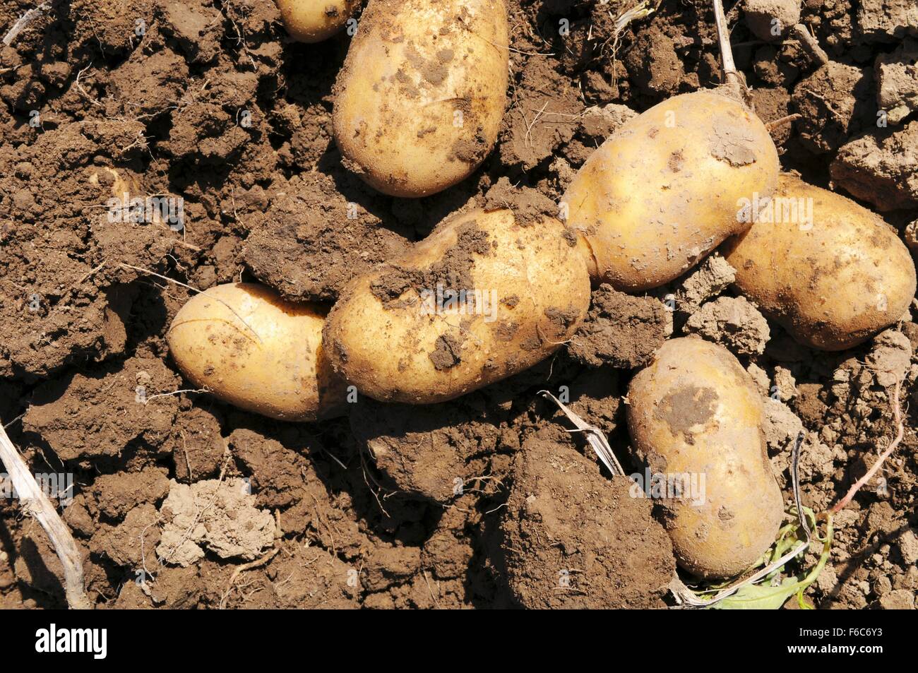 Freshly harvested potatoes on the soil Stock Photo - Alamy