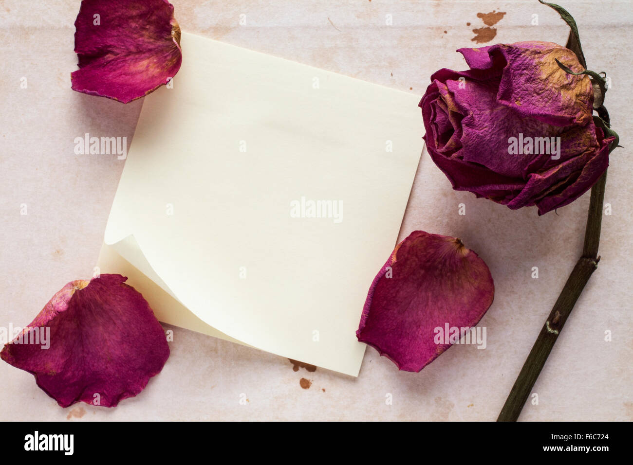 Old rose and blank sticky note paper for your text Stock Photo - Alamy
