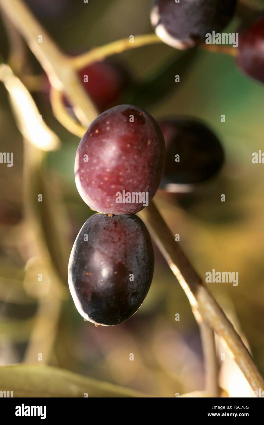 Black olive tree hi-res stock photography and images - Alamy