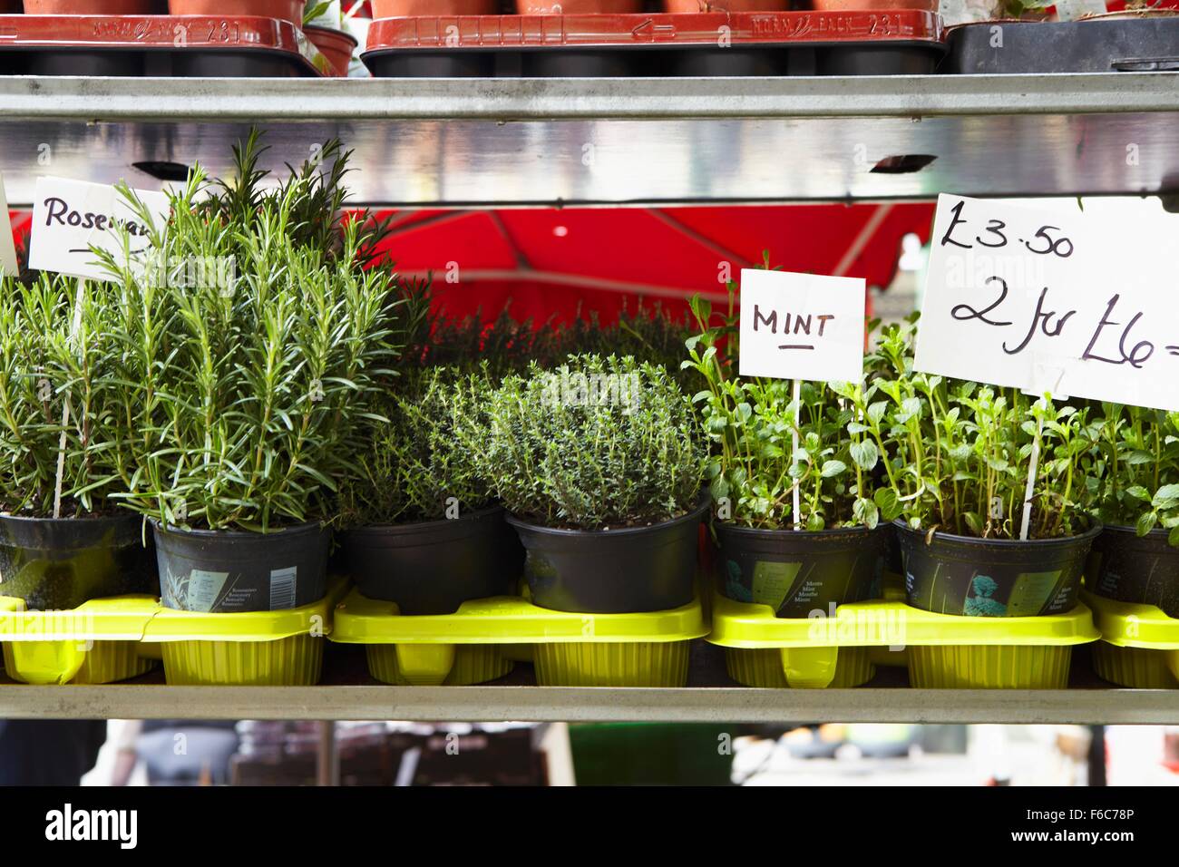 Various pots of herbs on a herb stall Stock Photo - Alamy