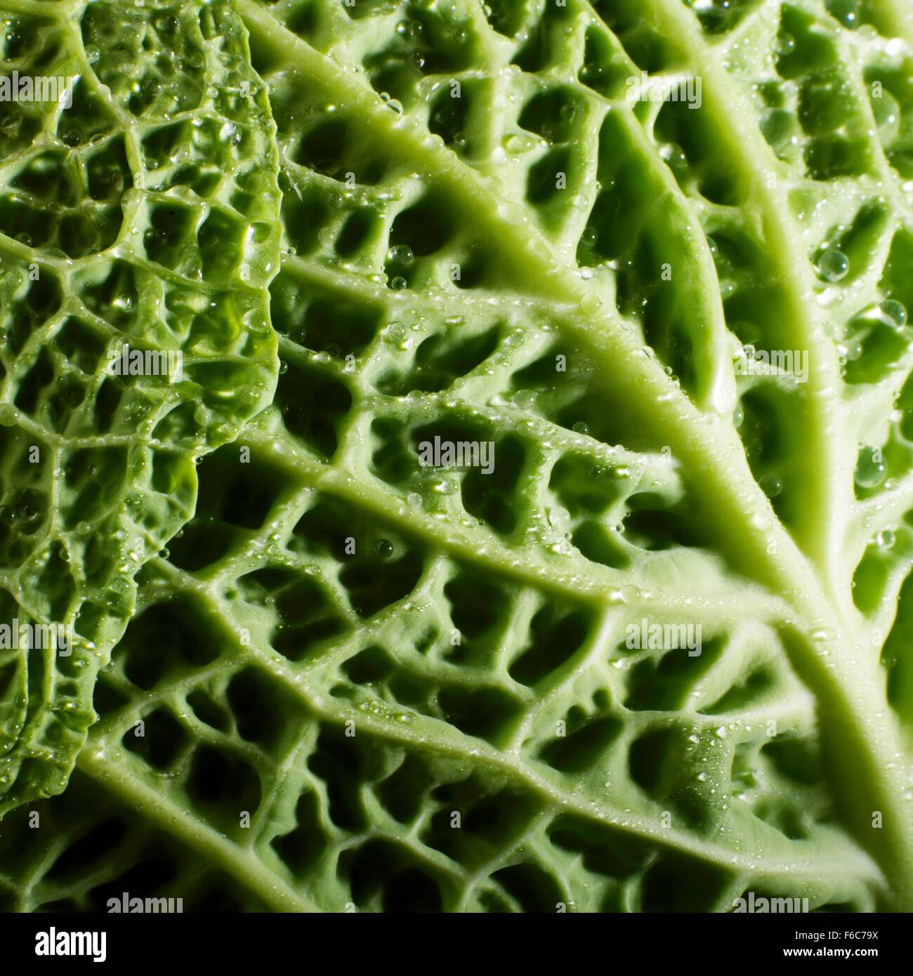 Savoy cabbage leaf (close-up Stock Photo - Alamy