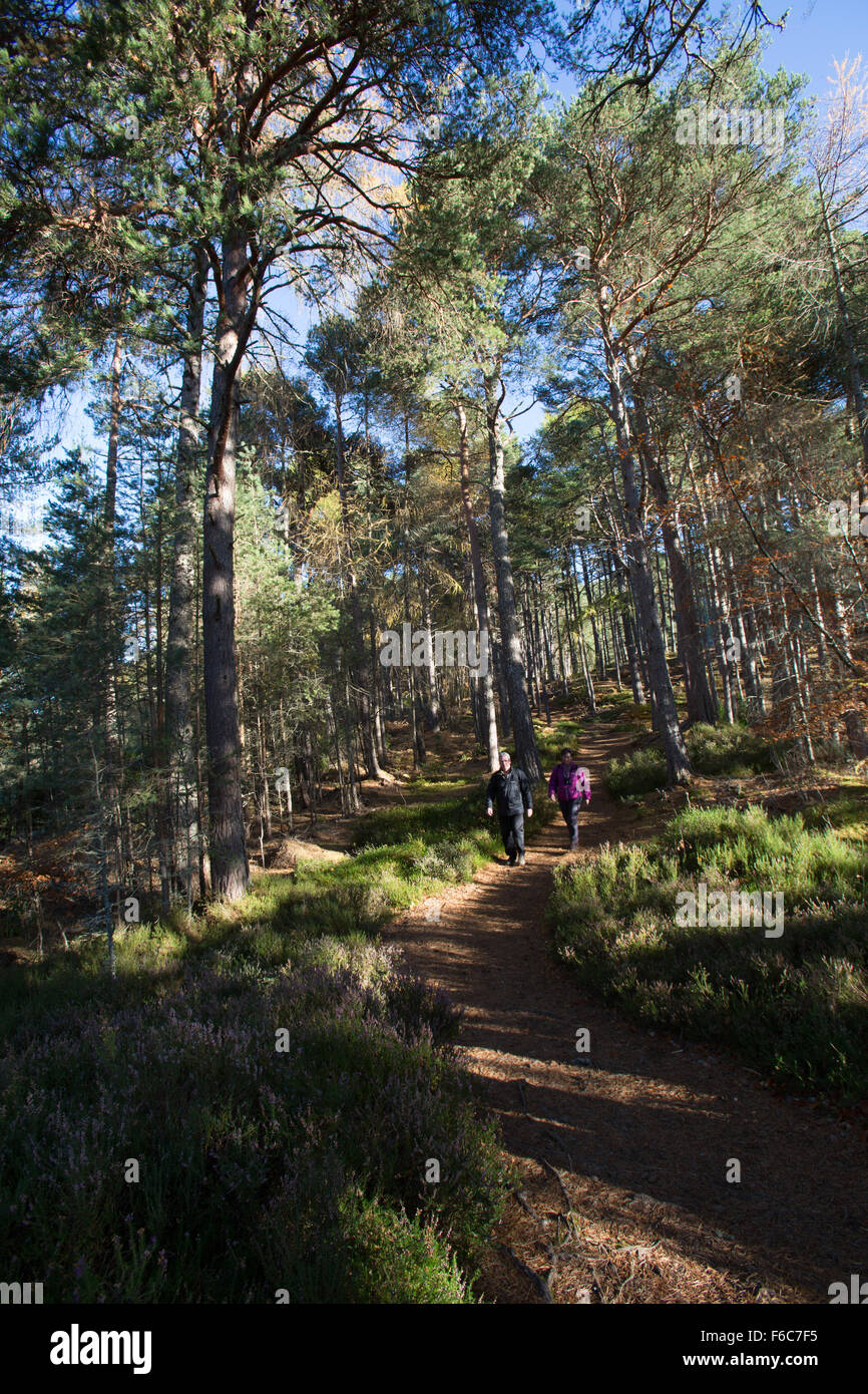 Loch Ness, Scotland. Picturesque autumnal view of a track in Camus ...