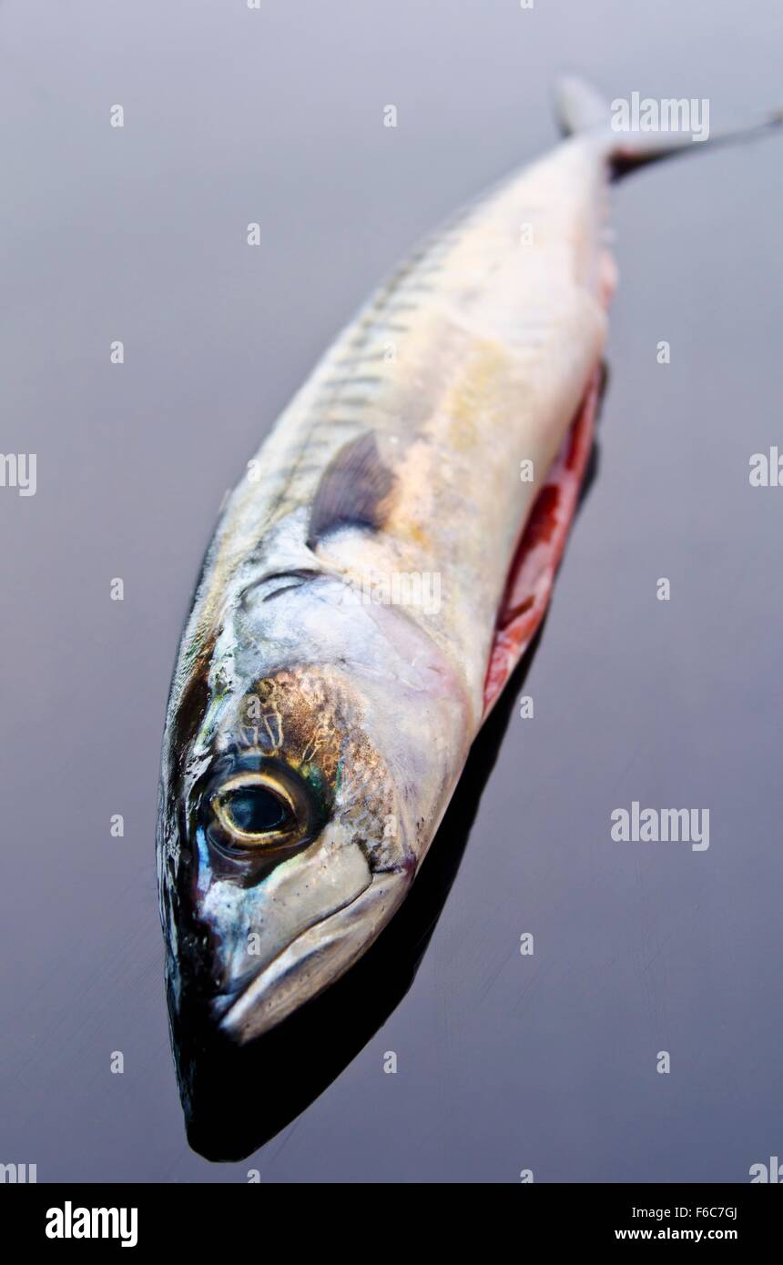 Mackerel colour hi-res stock photography and images - Alamy