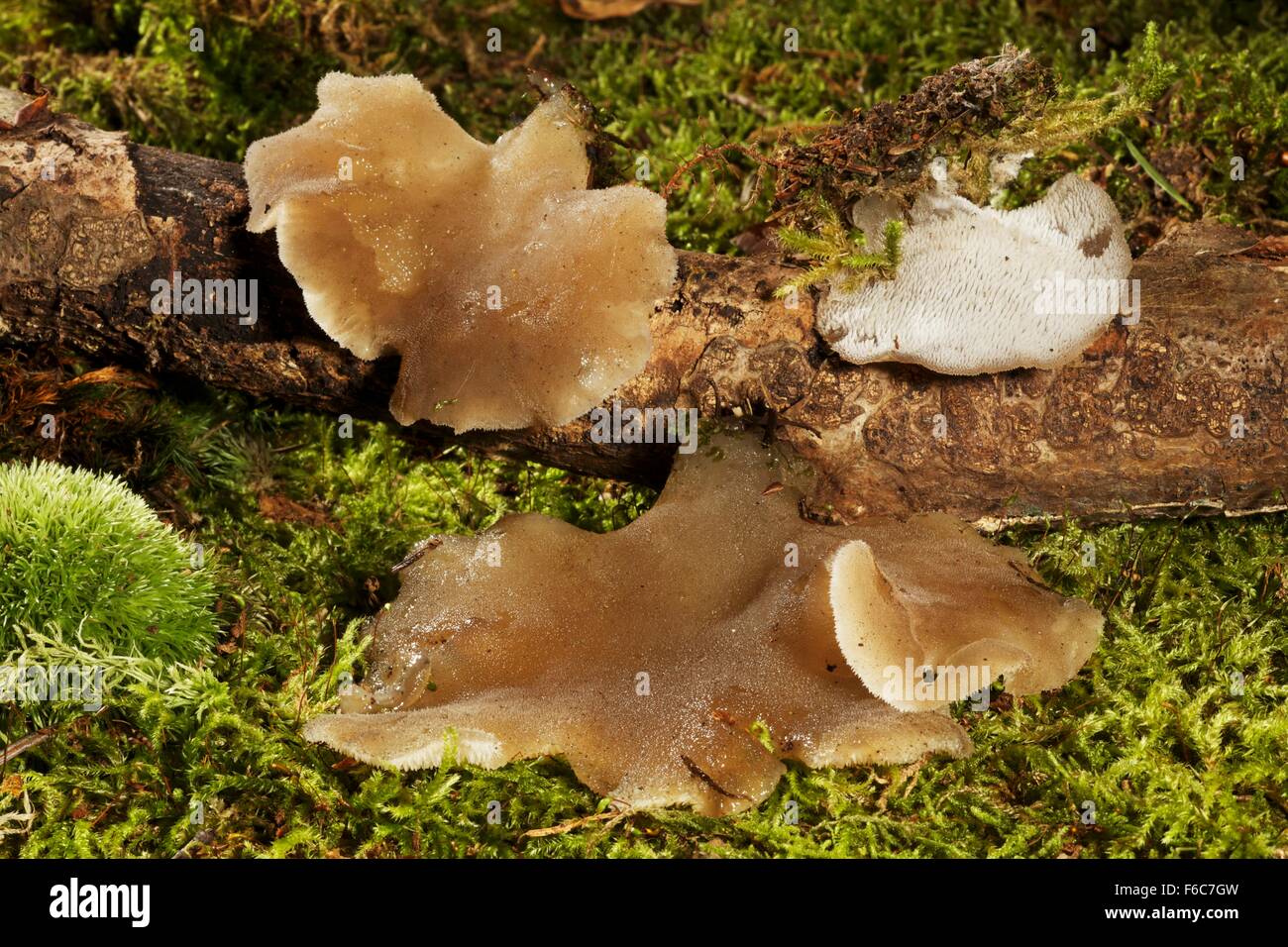Jelly tooth fungus Stock Photo - Alamy