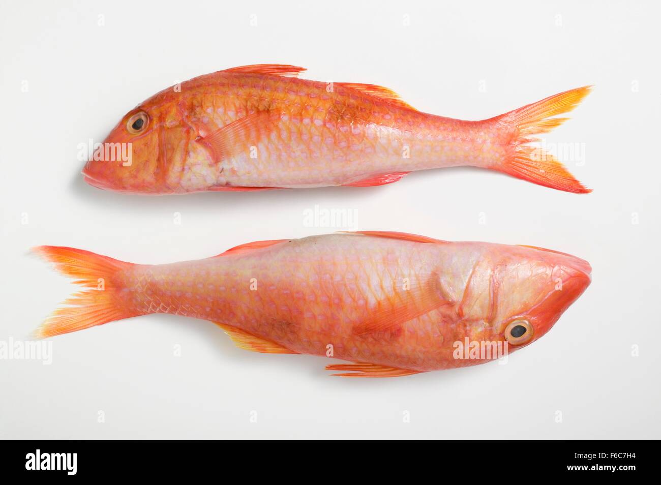Red mullet hi-res stock photography and images - Alamy