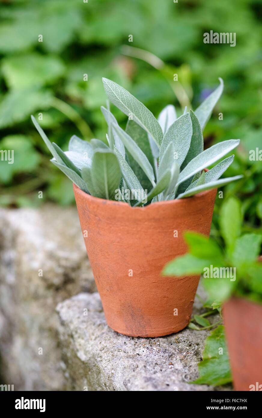 Sage in terracotta pot Stock Photo - Alamy