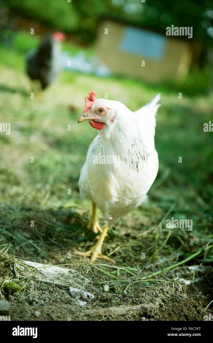 A hen in the field Stock Photo - Alamy