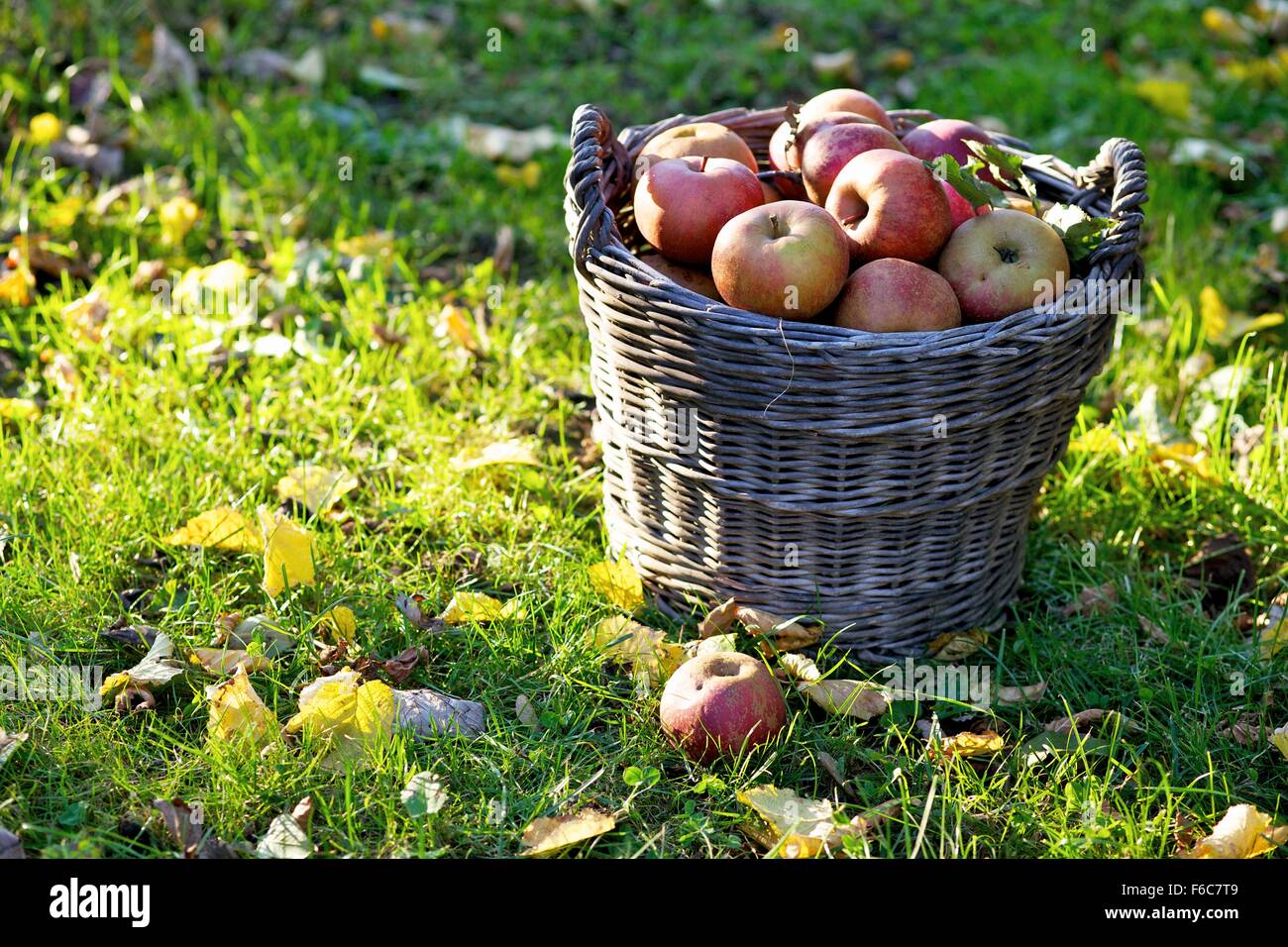 Boskoop apples hi-res stock photography and images - Alamy