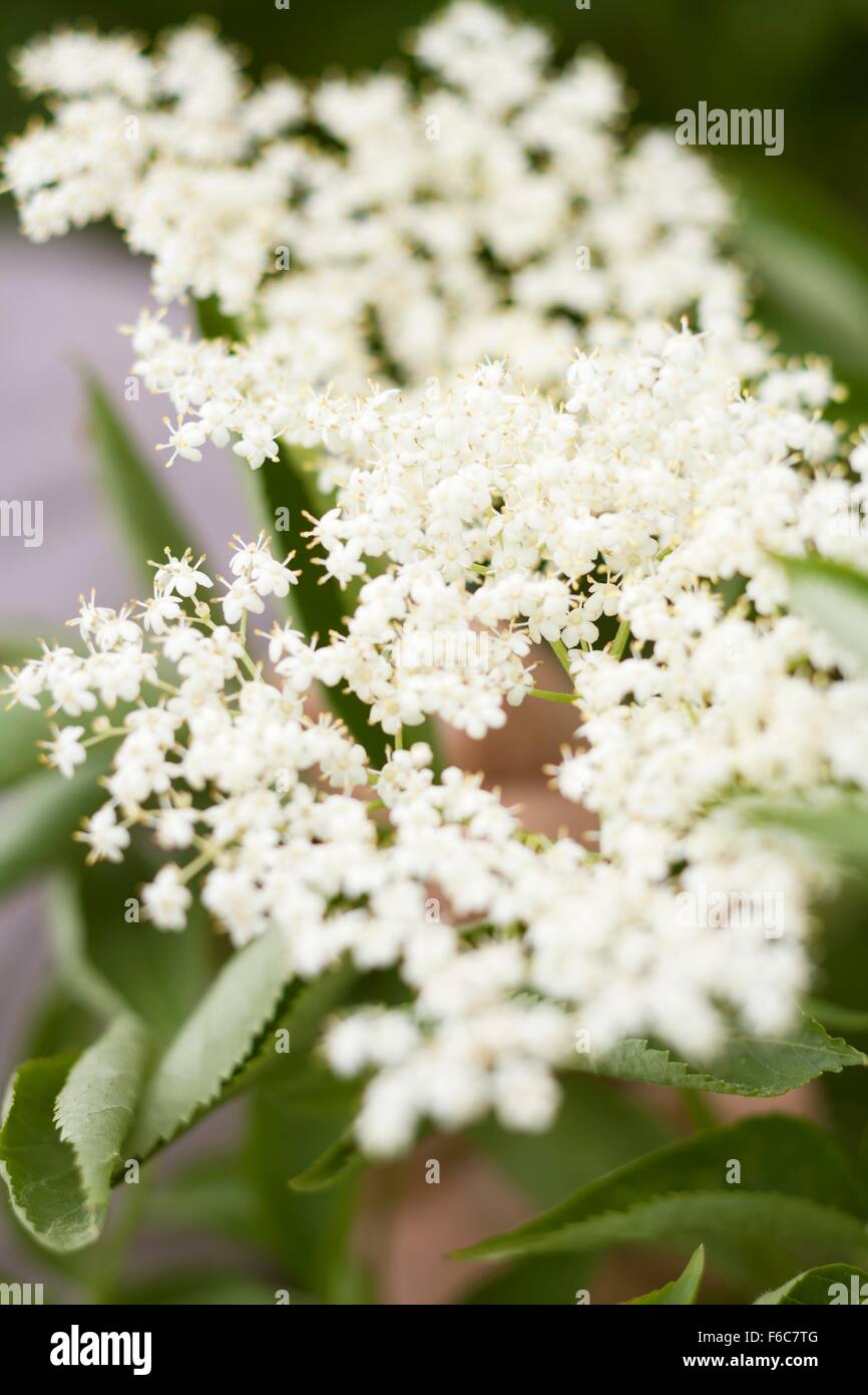 Elderflowers elder flower hi-res stock photography and images - Alamy
