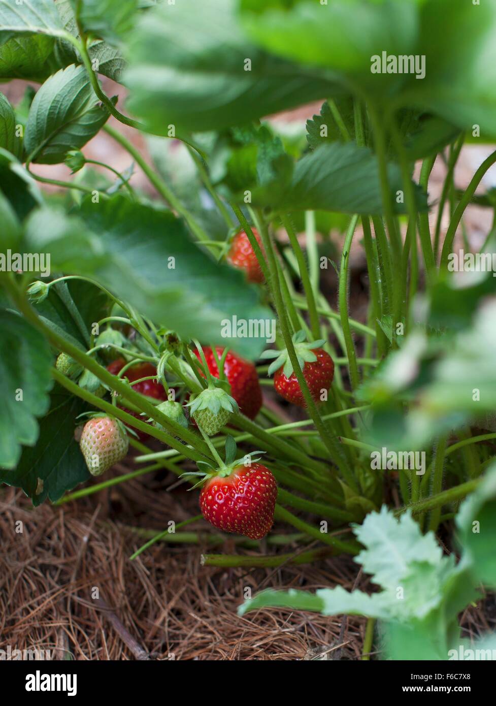 Strawberries ripen hi-res stock photography and images - Alamy