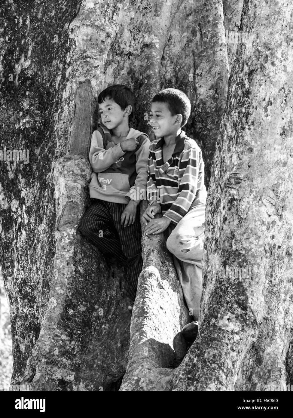 Black and white image of two young boys climbing a tree in Thakurdwara ...