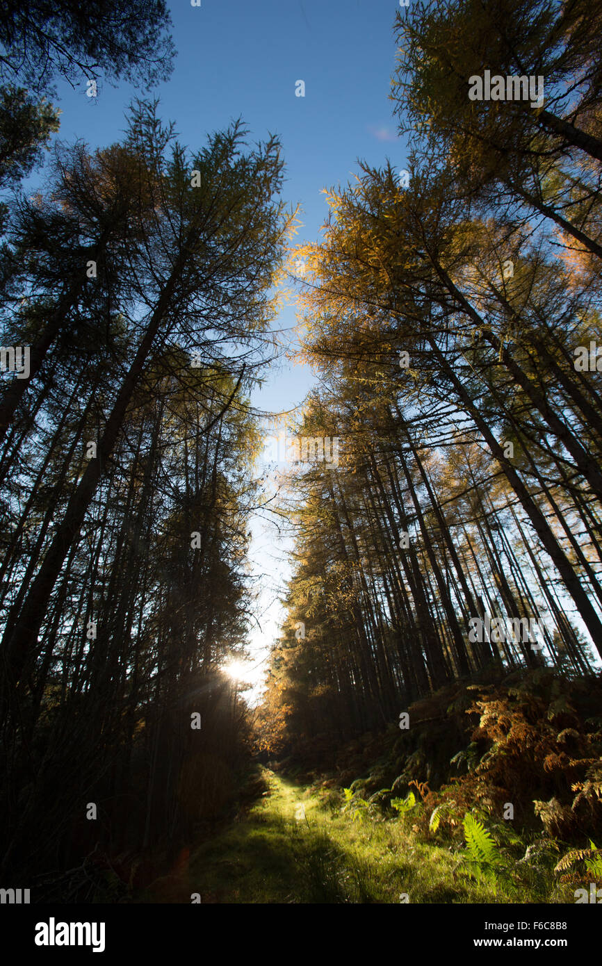 Loch Ness, Scotland. Picturesque view of pine trees in the Camus Forest ...