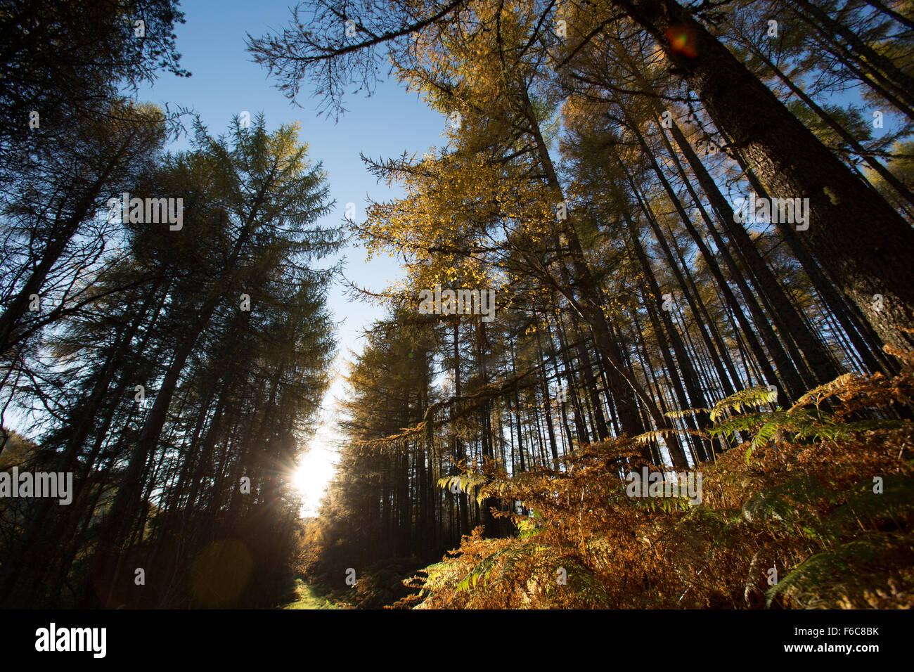 Loch Ness, Scotland. Picturesque view of pine trees in the Camus Forest ...