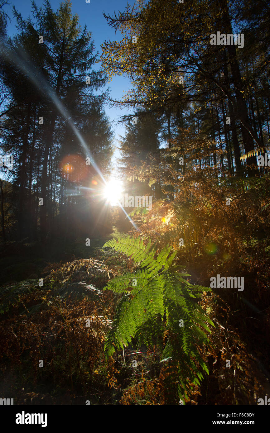 Loch Ness, Scotland. Picturesque silhouetted autumnal view of fern and ...