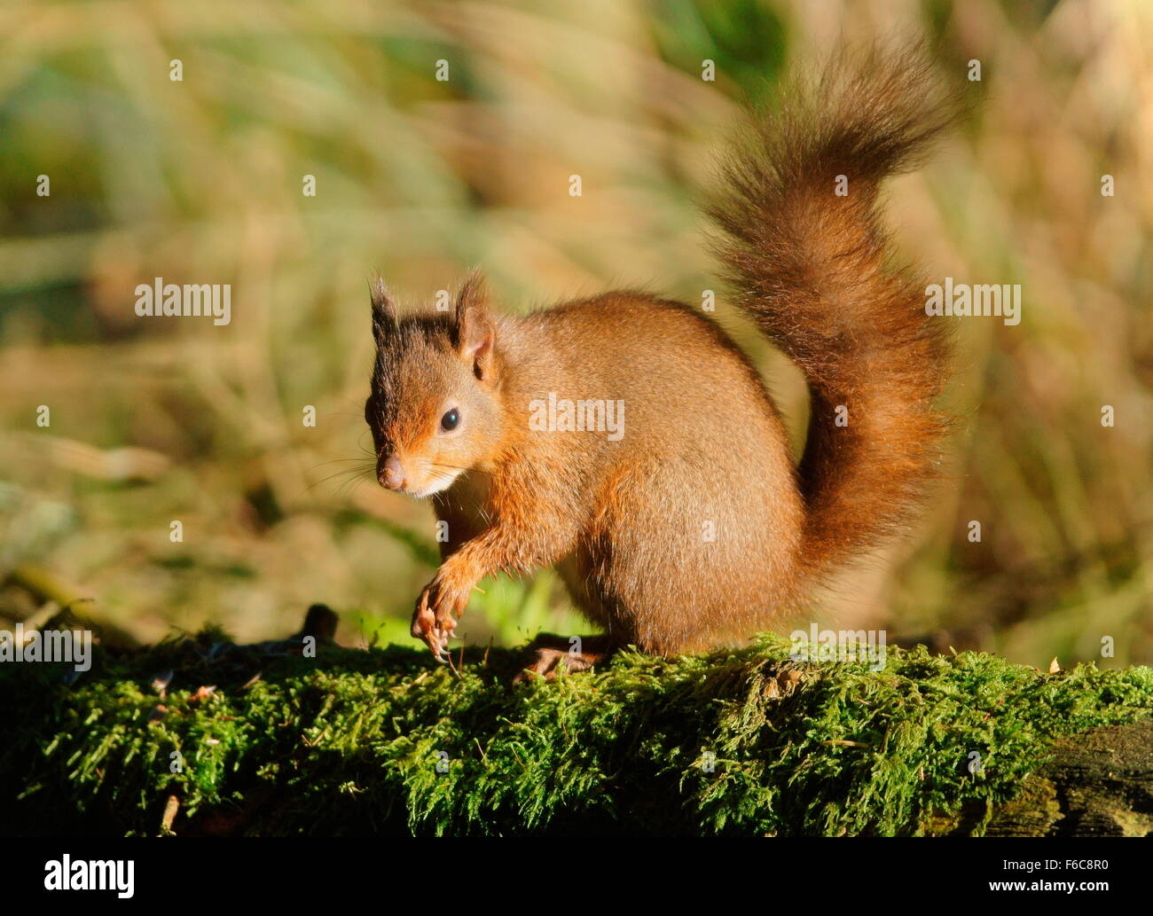 Squirrel pox hi-res stock photography and images - Alamy