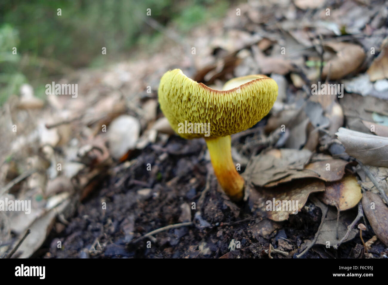 Red Cracking Bolete, Xerocomellus chrysenteron, Wild mushroom in forest ...