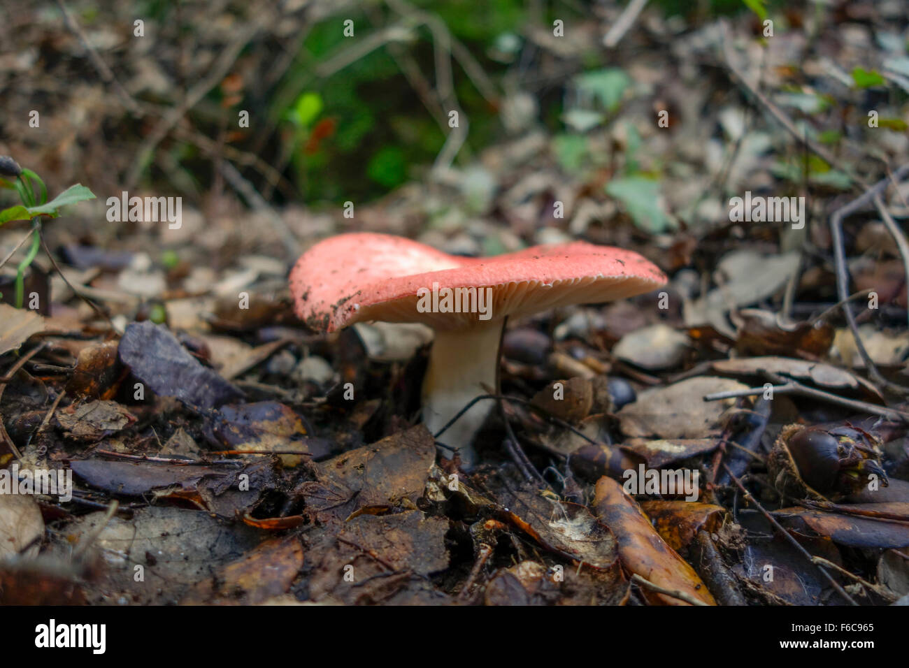 Wild mushroom, russula fageticola in forest. Spain Stock Photo - Alamy