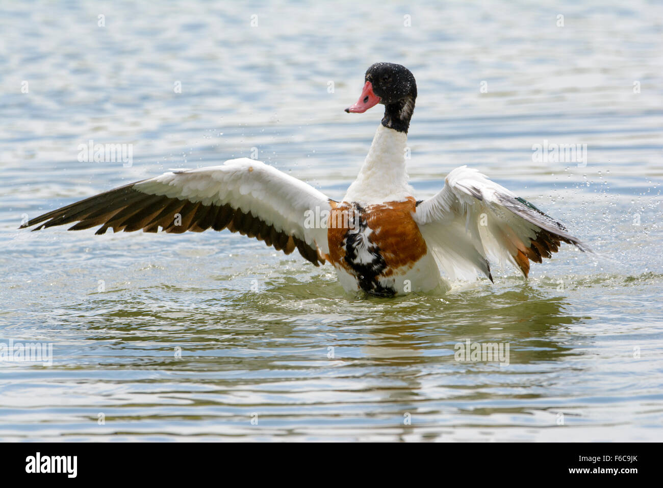 Common Shelduck (Tadorna tadorna) preening himself in shallow water ...
