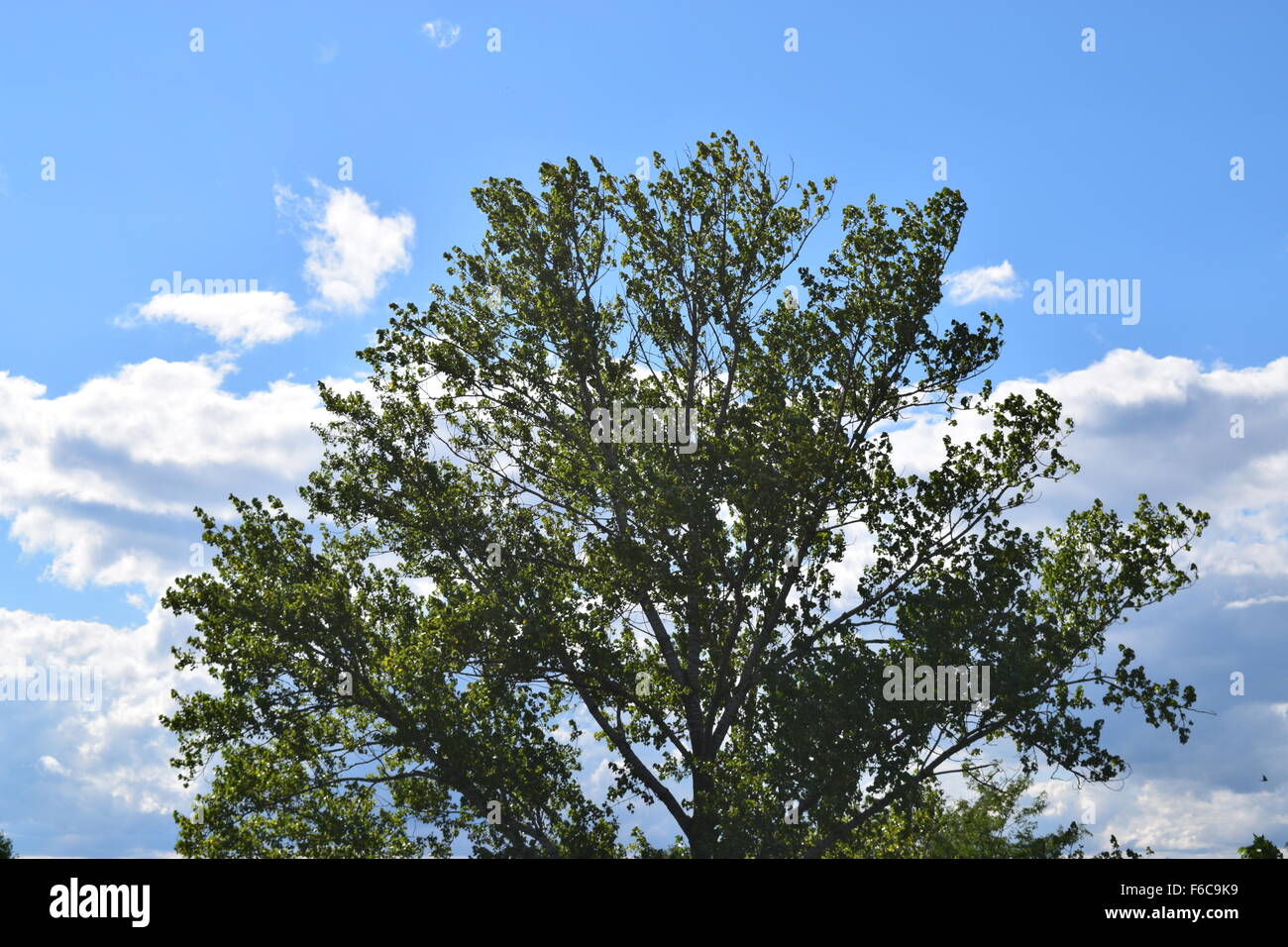 Tree in the sky Stock Photo - Alamy