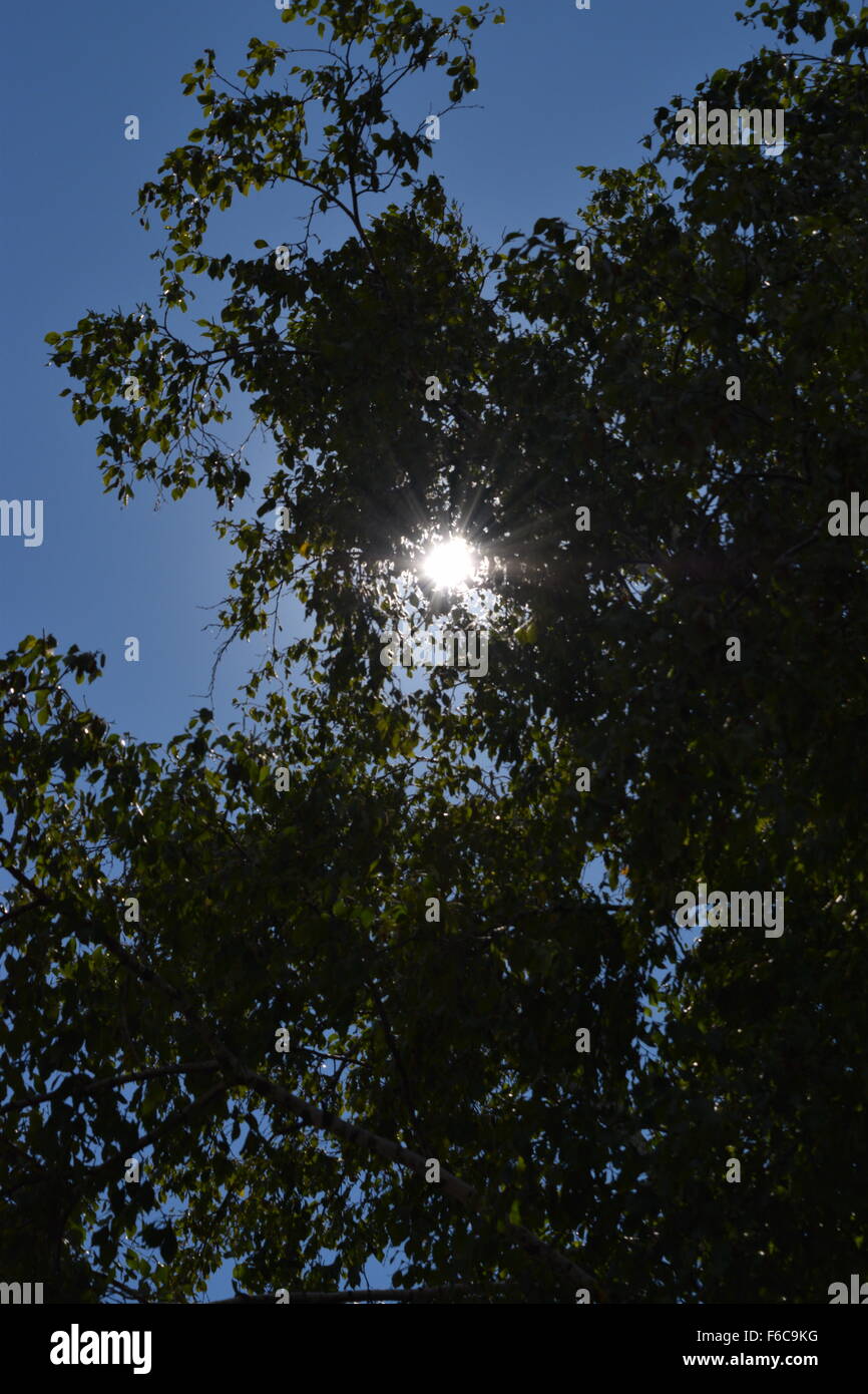 Sun behind the trees Stock Photo - Alamy