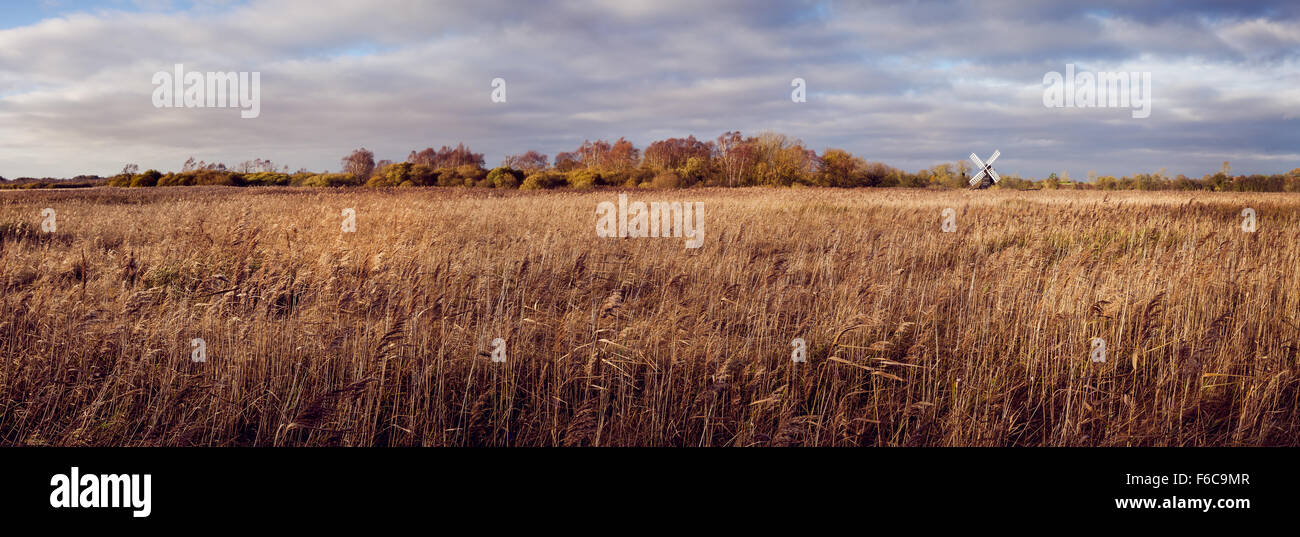 Panoramic at Wicken Fen nature reserve with sedge fields in the ...