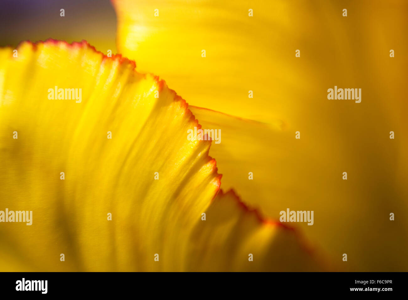 Petal edge hi-res stock photography and images - Alamy