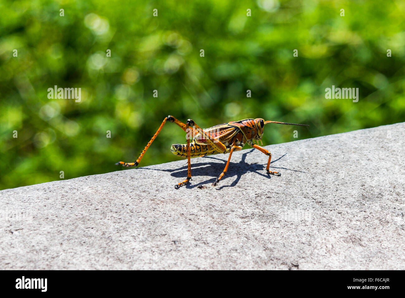 Big grasshopper hi-res stock photography and images - Alamy