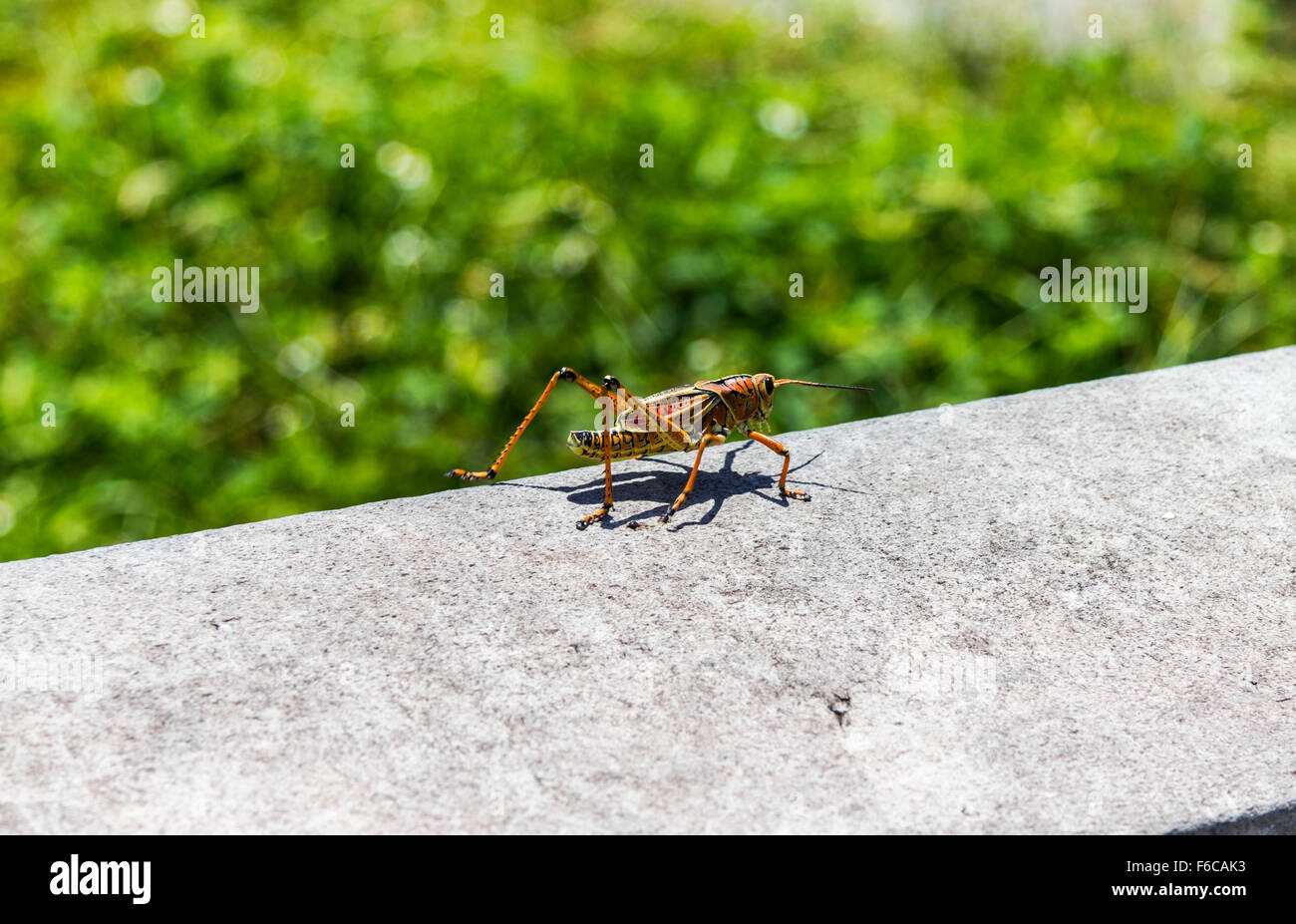 Big grasshopper on stone in Florida Stock Photo - Alamy